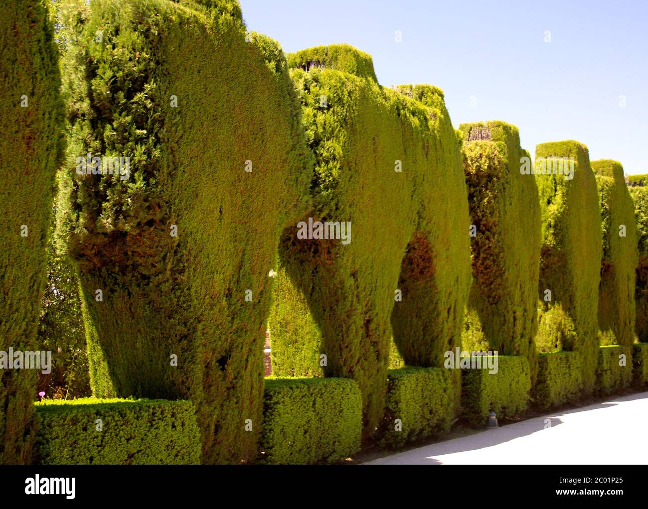Tall shaped hedges along a deserted pathway in the Alhambra gardens on ...