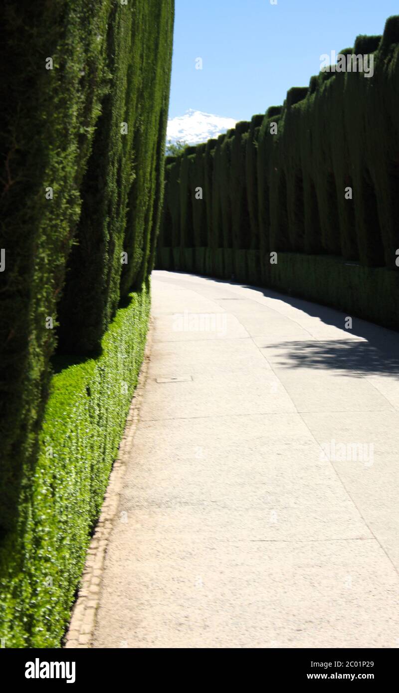 Deserted pathway between tall arched hedges in the Alhambra gardens on ...