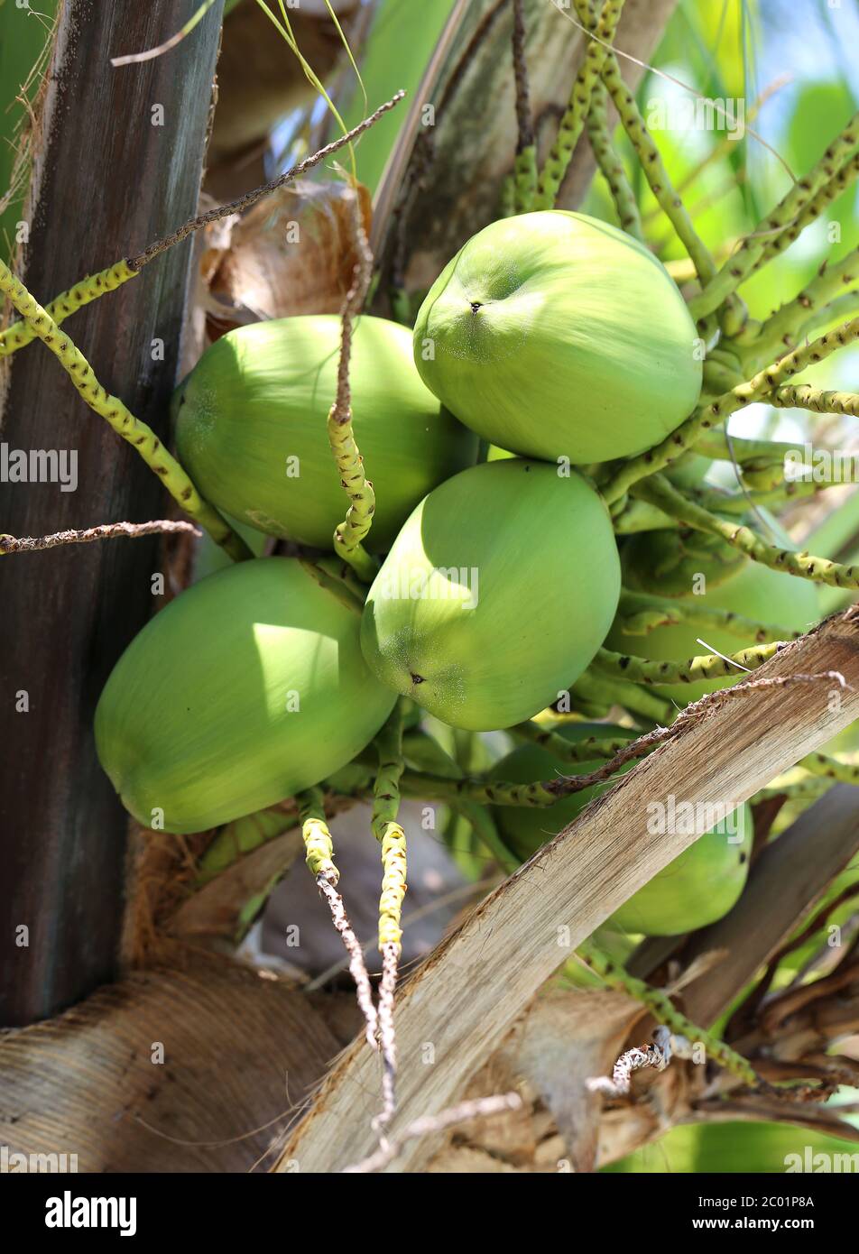 Green coconuts on the palm Stock Photo - Alamy