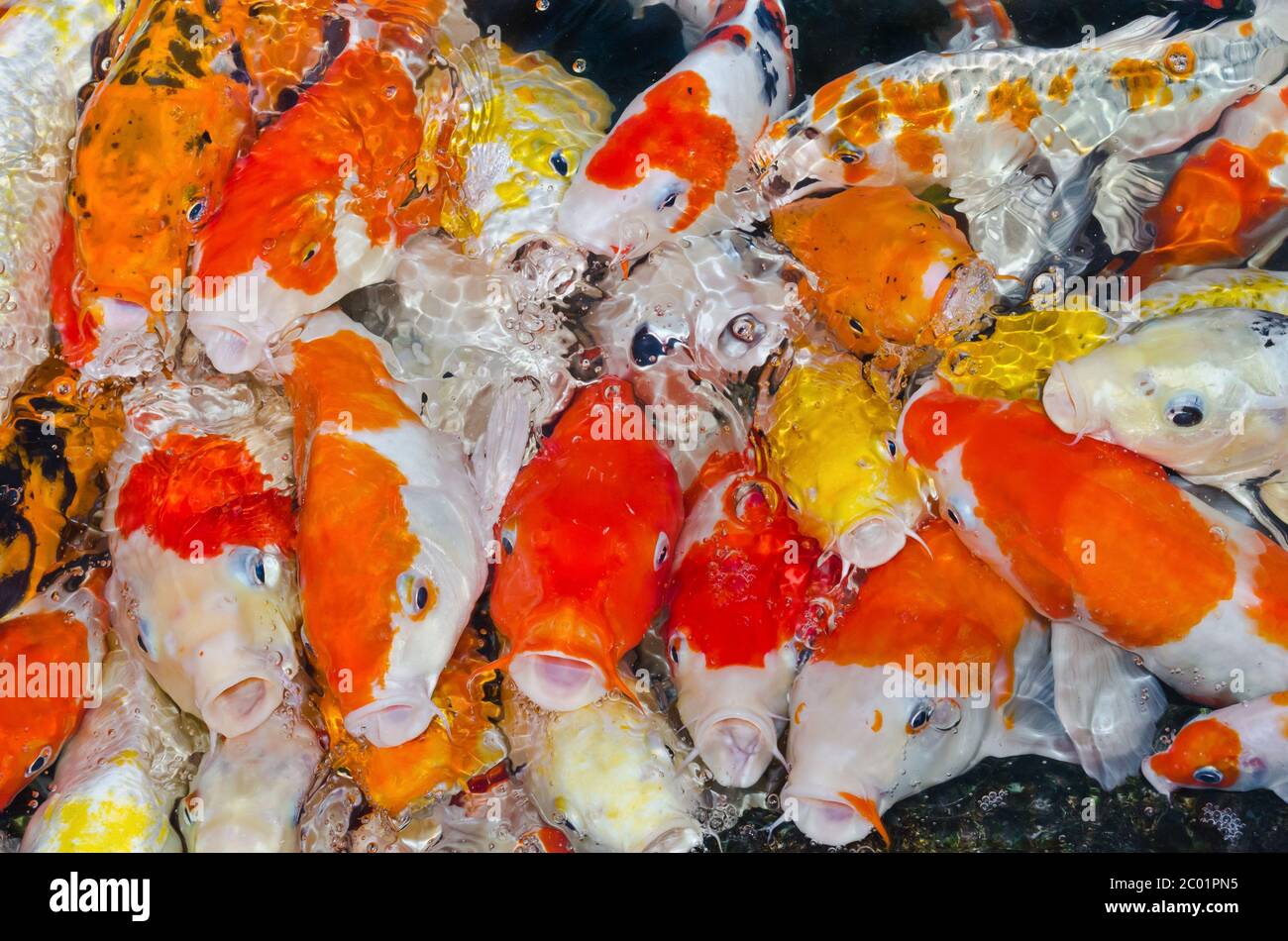 Colorful koi carps hi-res stock photography and images - Alamy