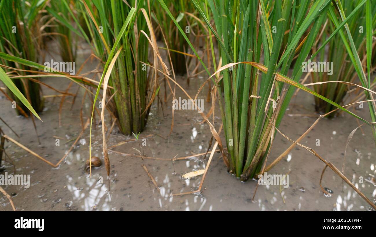 Water Rice Stem High Resolution Stock Photography and Images - Alamy