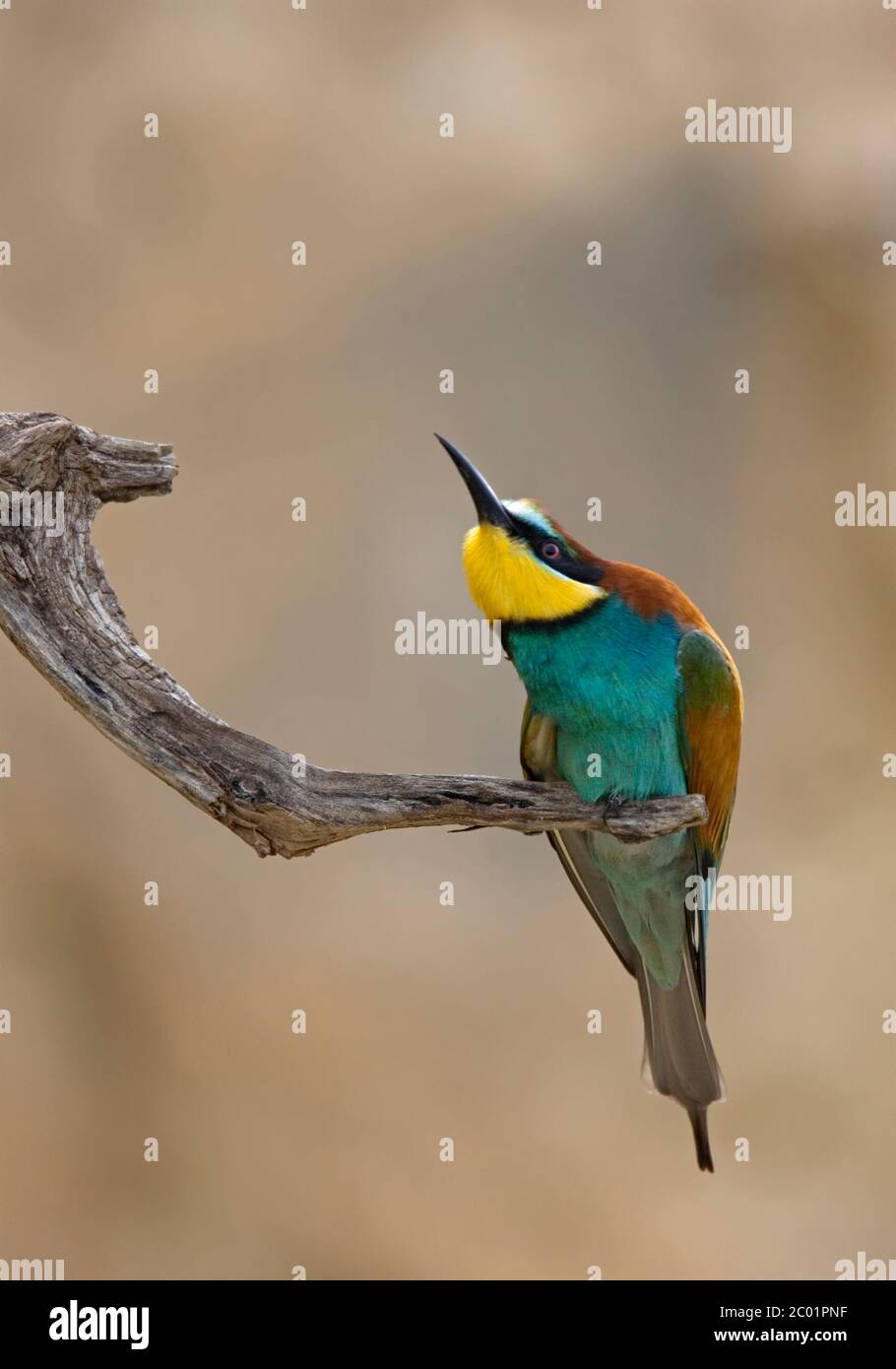 Israel european bee eater apiaster hi-res stock photography and images ...