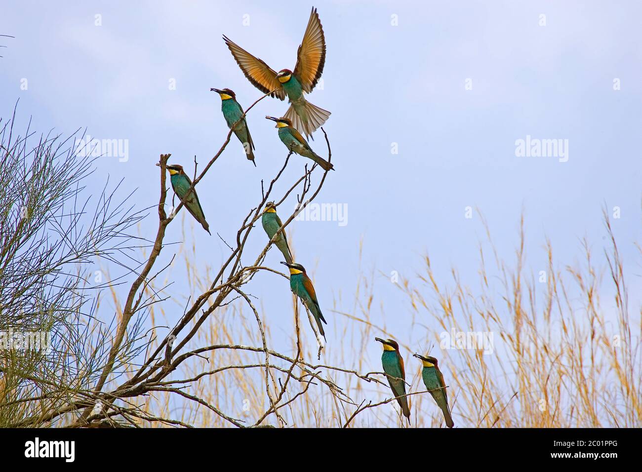 Bee eater flock hi-res stock photography and images - Alamy