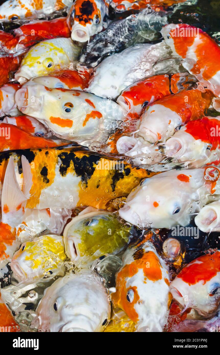 Colorful many Koi Carp Stock Photo - Alamy