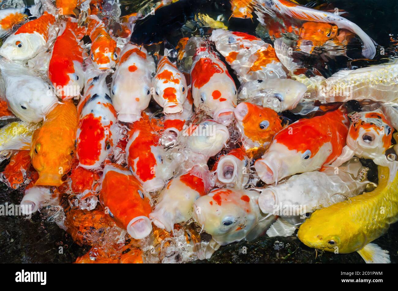 Beautiful koi fish feeding hi-res stock photography and images - Alamy