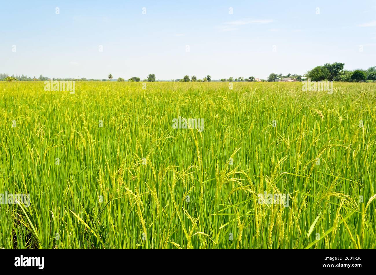 Landscape green rice fields Stock Photo - Alamy