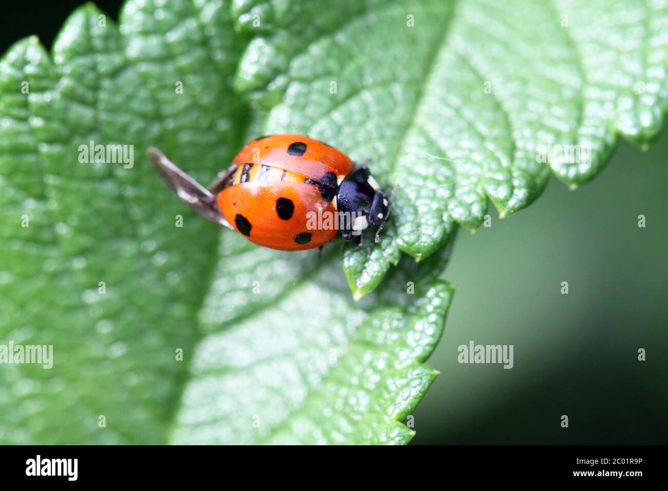 Ladybird beetle hi-res stock photography and images - Alamy