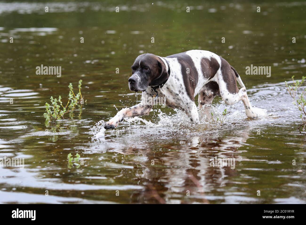 Dog english pointer running in the water Stock Photo - Alamy