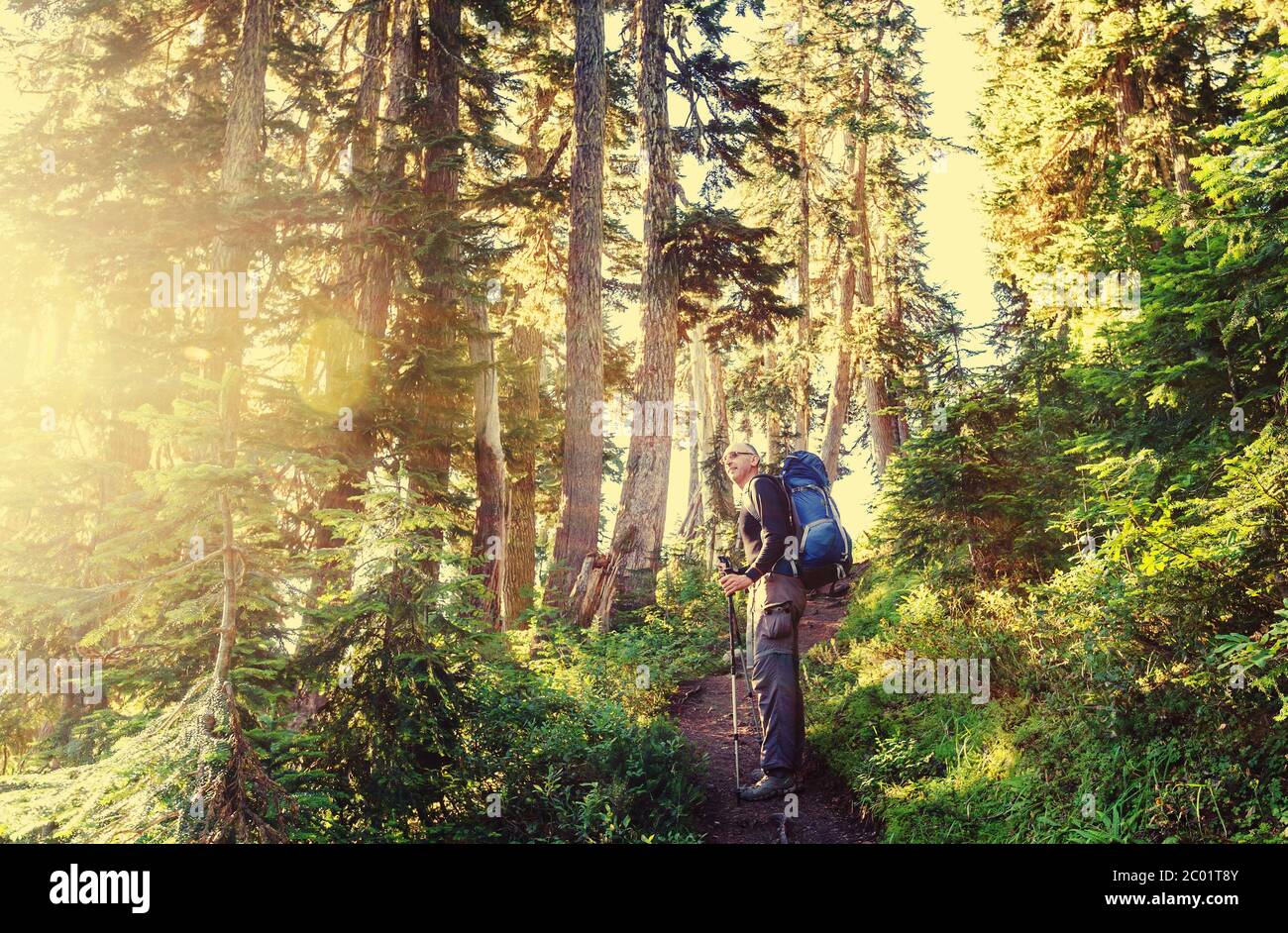 Hike in forest Stock Photo - Alamy