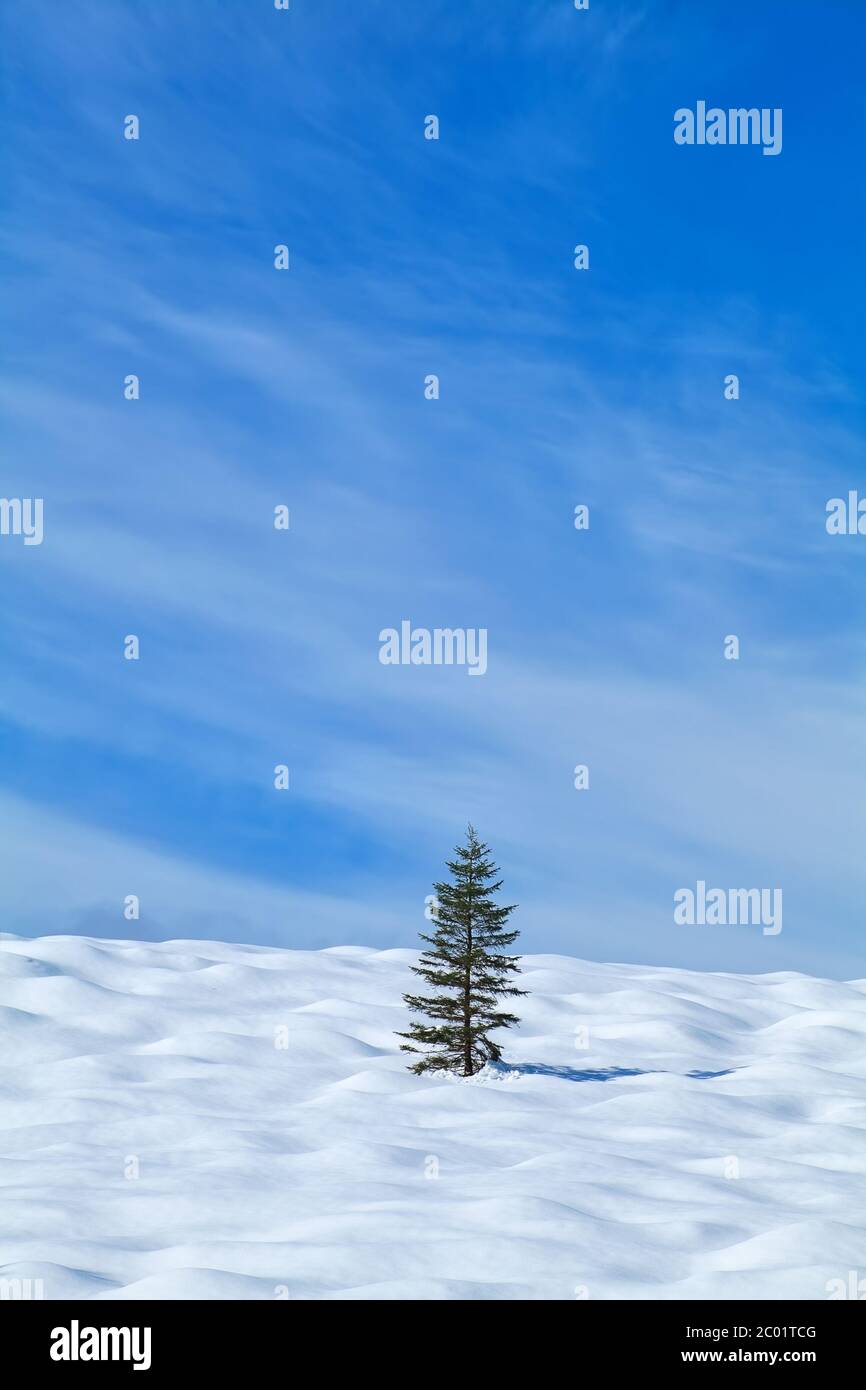 One spruce tree hi-res stock photography and images - Alamy