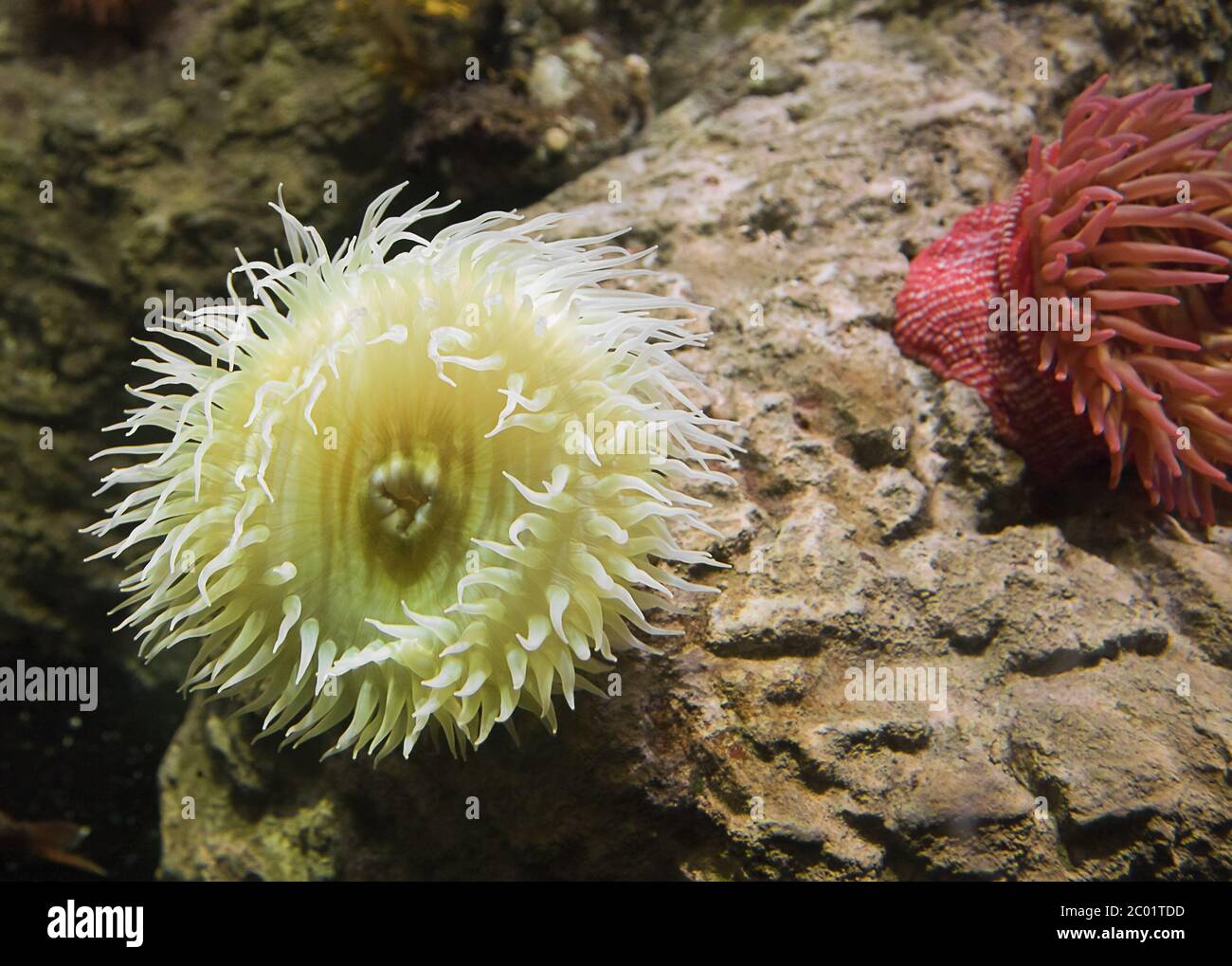 Yellow sea anemone in the aquarium Stock Photo - Alamy