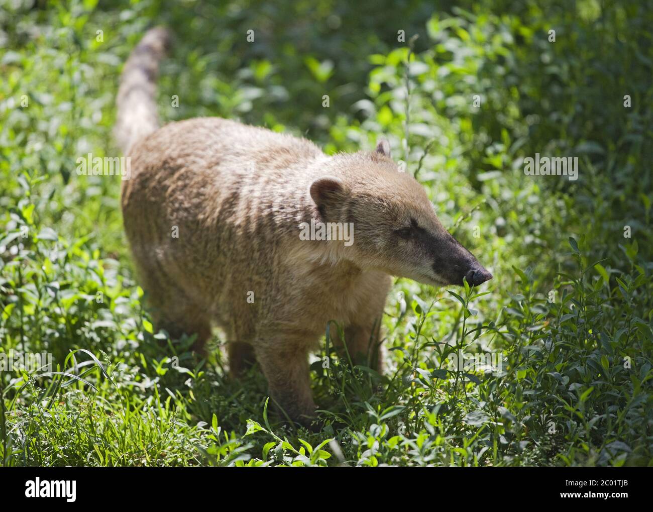 Exotic south-american animal nasua in a zoo Stock Photo - Alamy