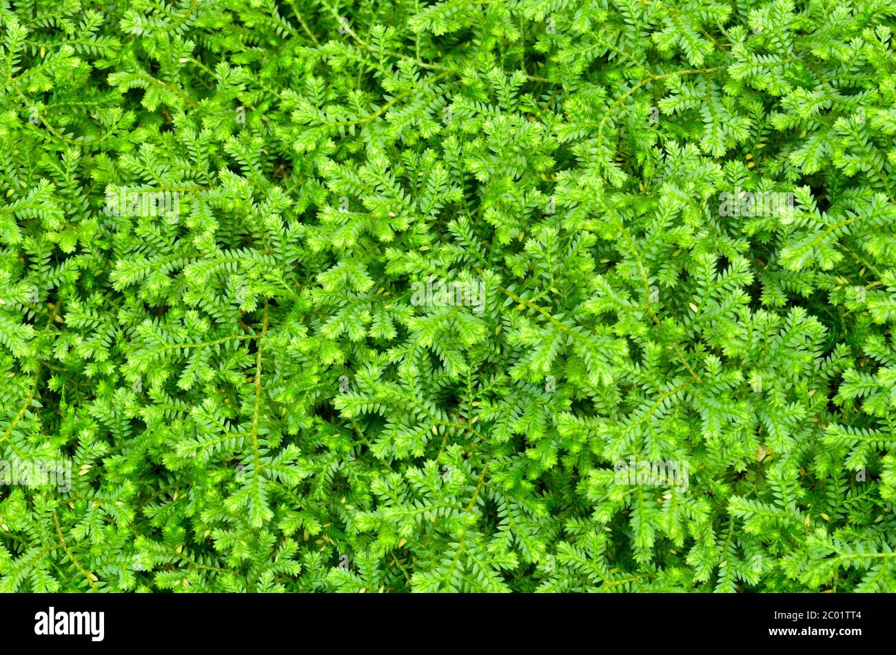 Green ground cover small leaves hi-res stock photography and images - Alamy