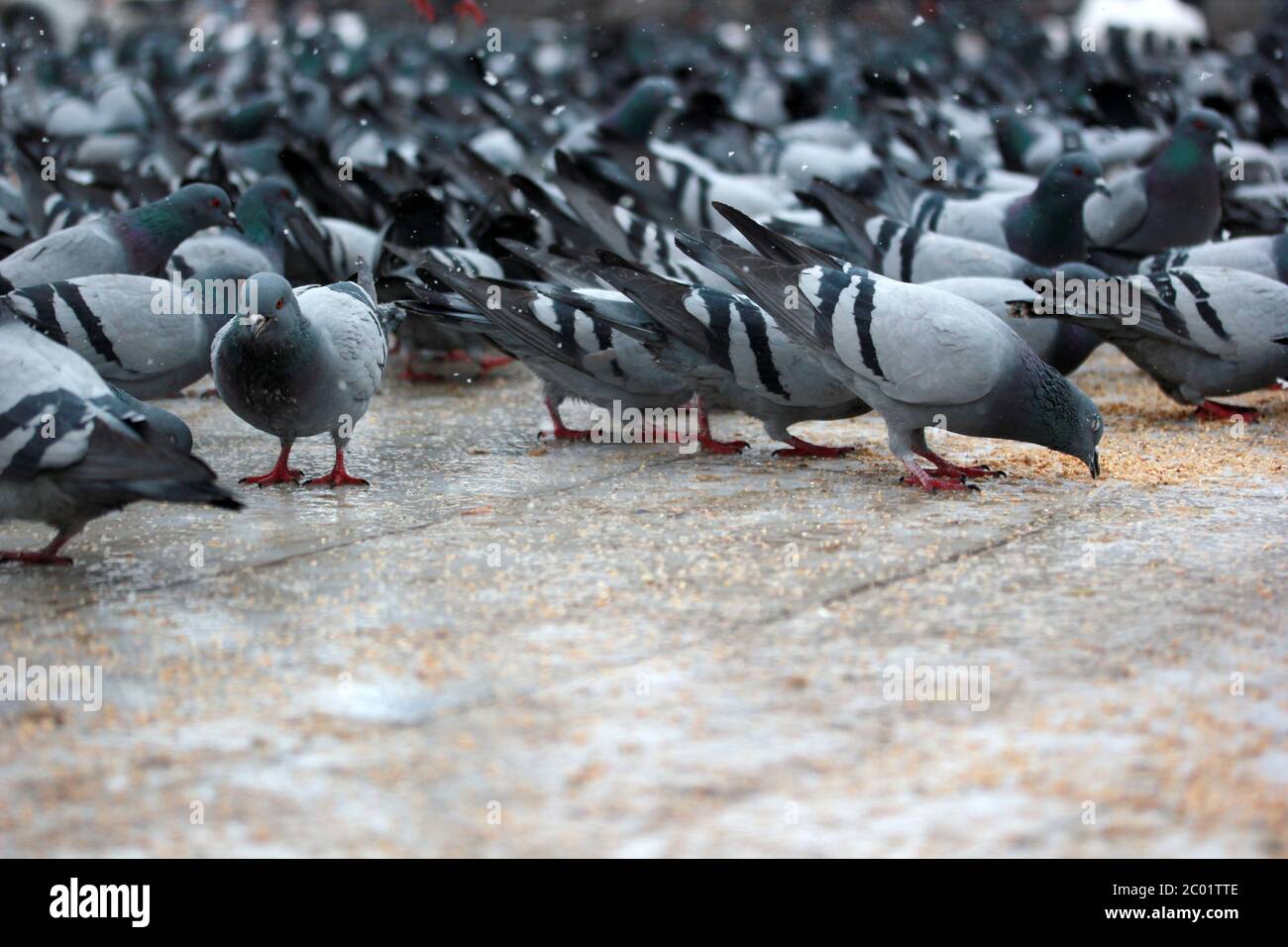 Pigeon eating food street bird domestic hi-res stock photography and ...