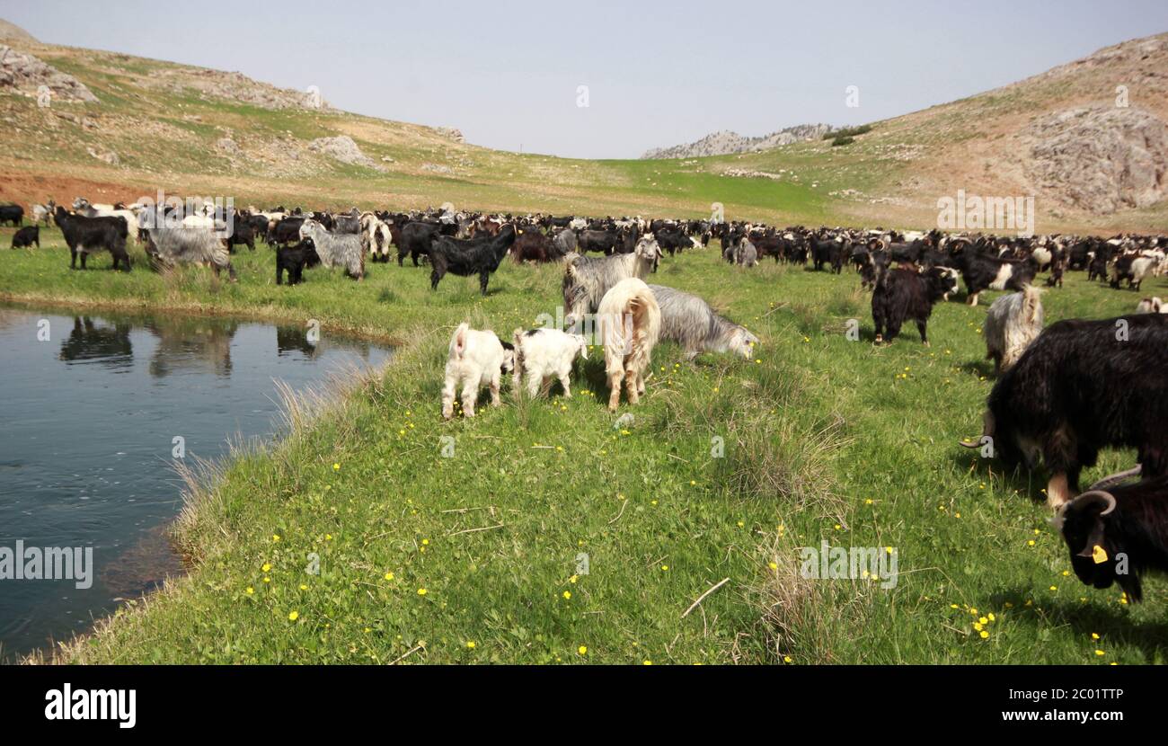 flock of goats and sheep by the river Stock Photo - Alamy