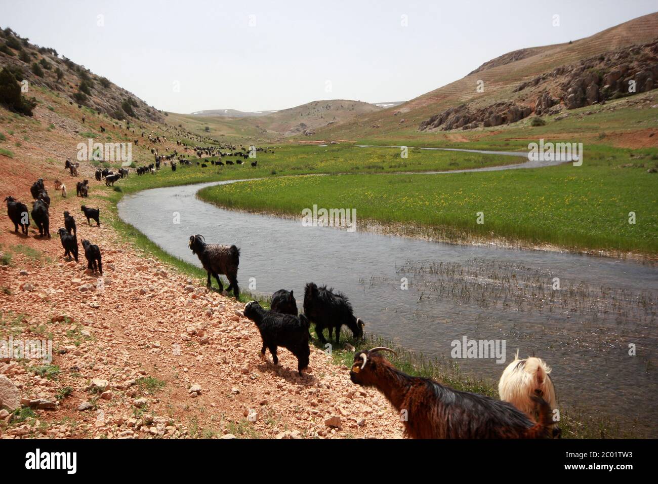 flock of goats and sheep by the river Stock Photo - Alamy