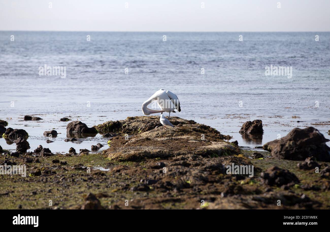 Australian pelican pelecanus conspicillatus preening hi-res stock ...