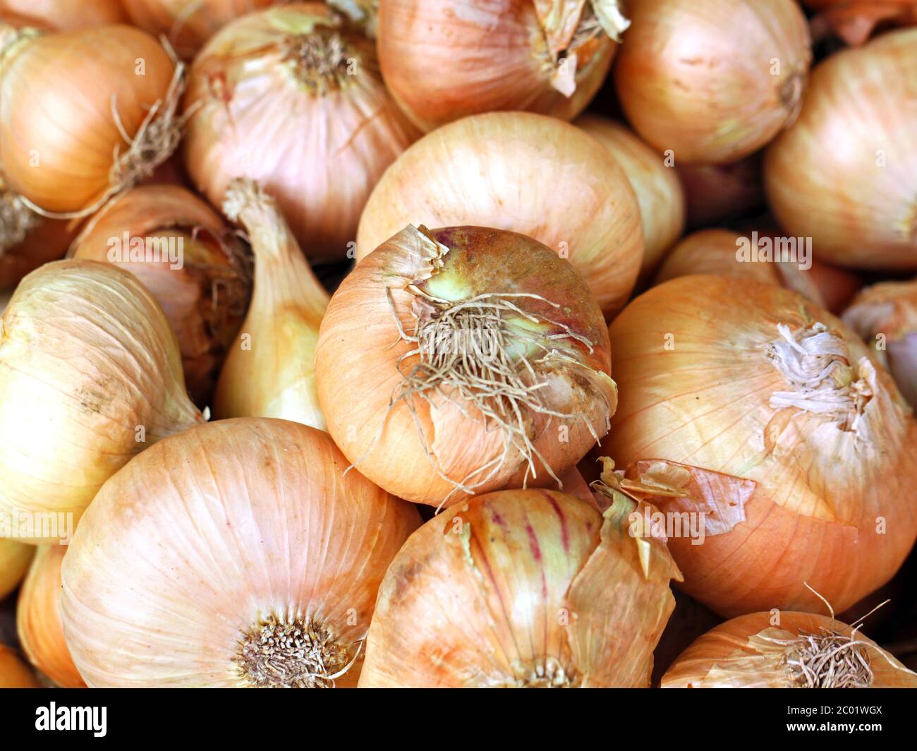 texture of onions photographed close up Stock Photo - Alamy