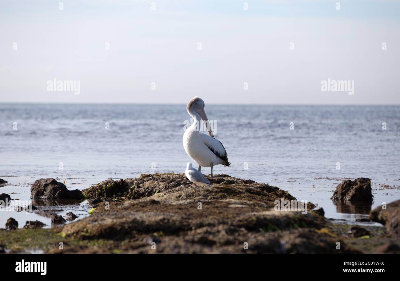 Australian pelican pelecanus conspicillatus preening hi-res stock ...