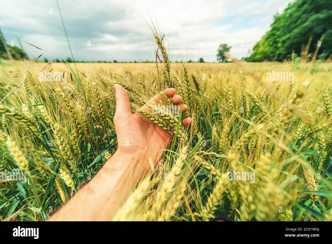 Wheat ears in a farmer's hand. Harvest concept Stock Photo - Alamy