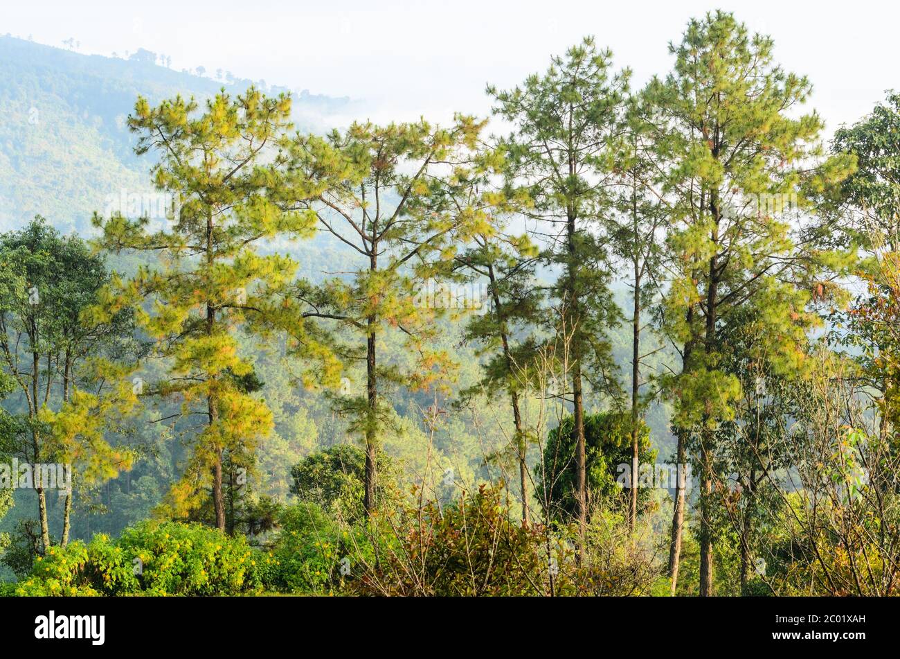 Kesiya pine hi-res stock photography and images - Alamy