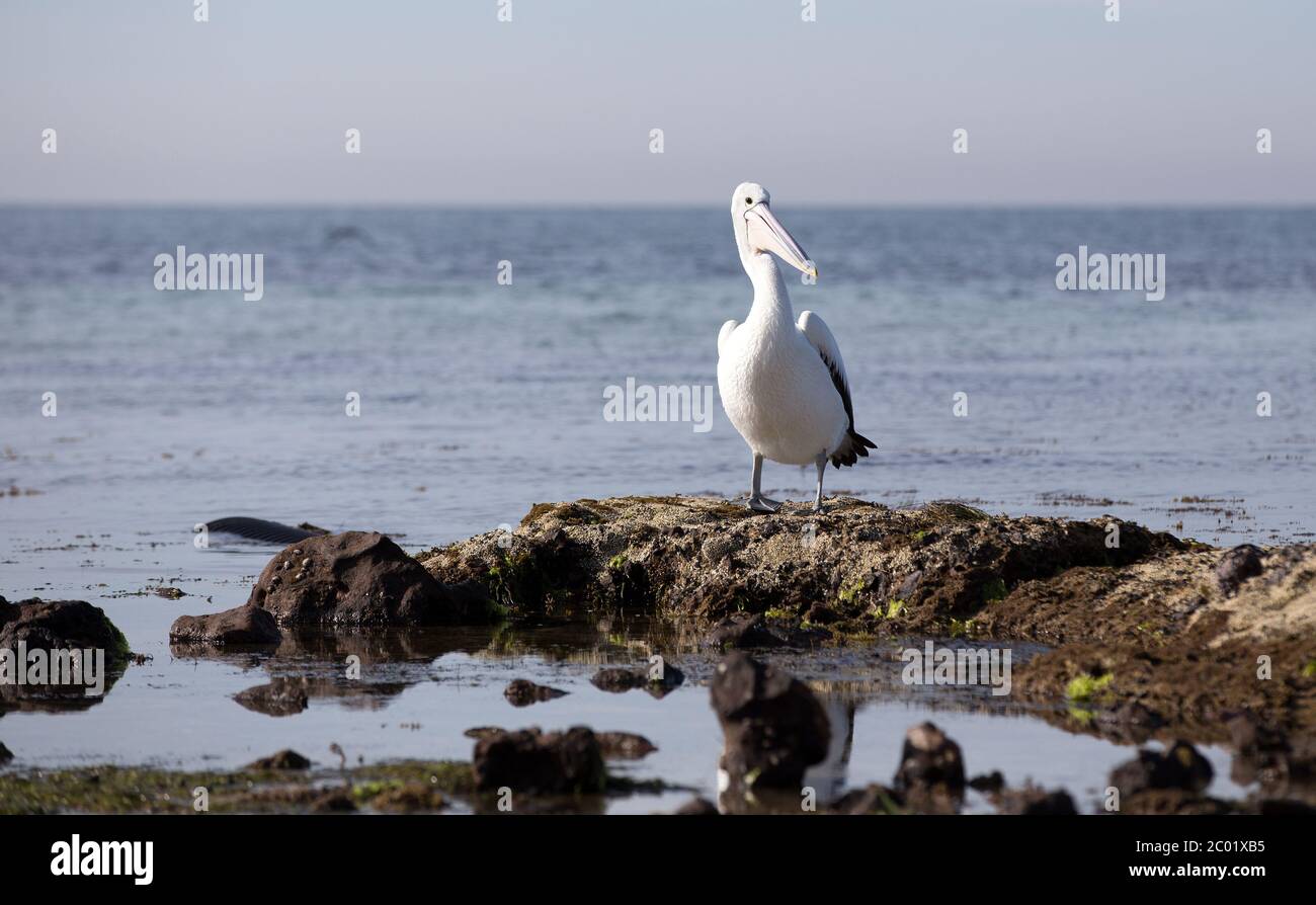 Australian pelican pelecanus conspicillatus preening hi-res stock ...