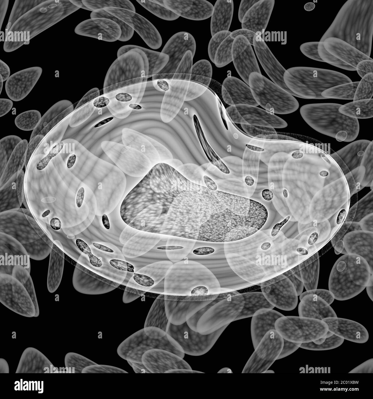 Bacterial cell microscope nucleus hi-res stock photography and images ...