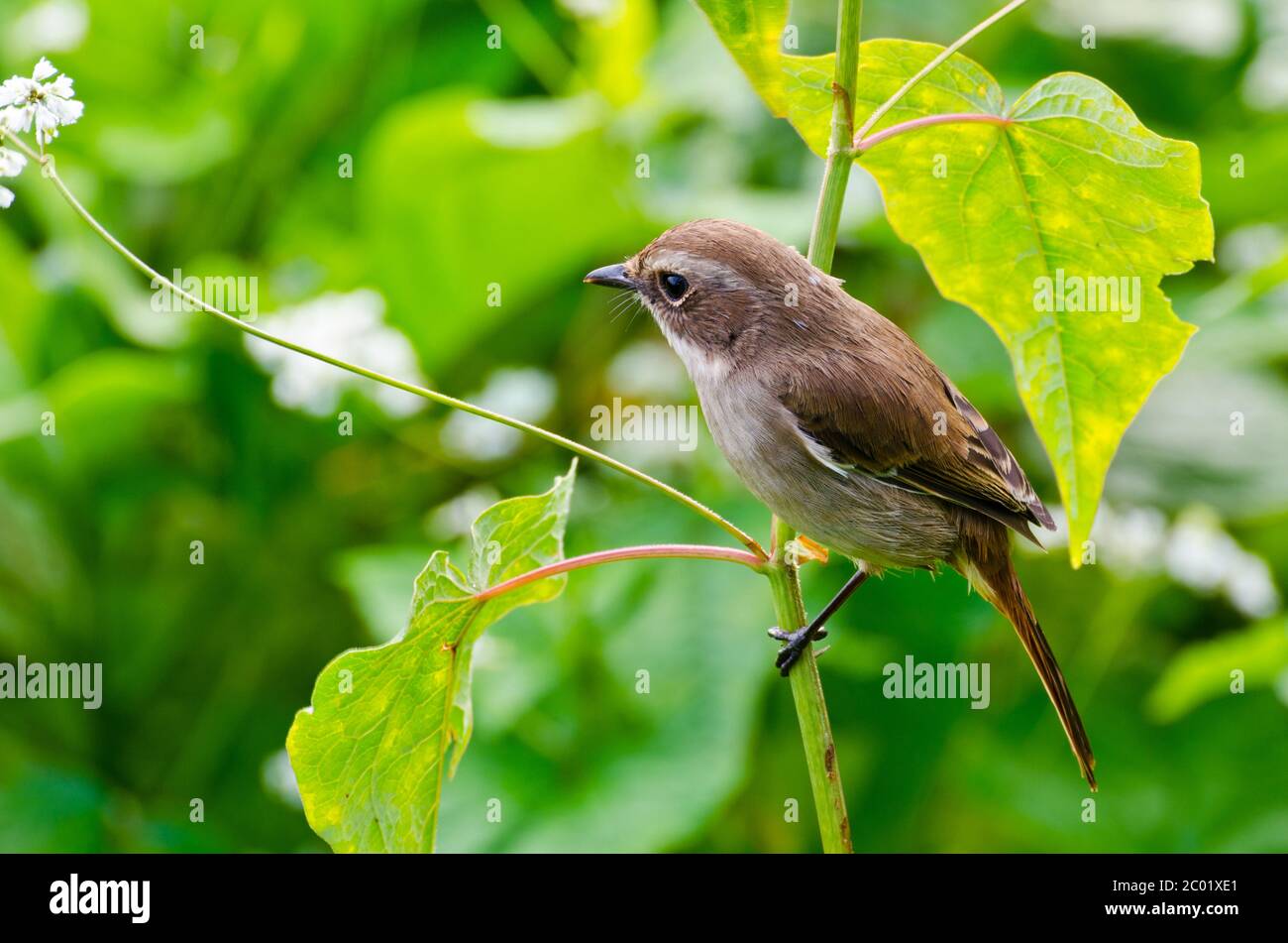 Grey Bushchat bird (female Stock Photo - Alamy