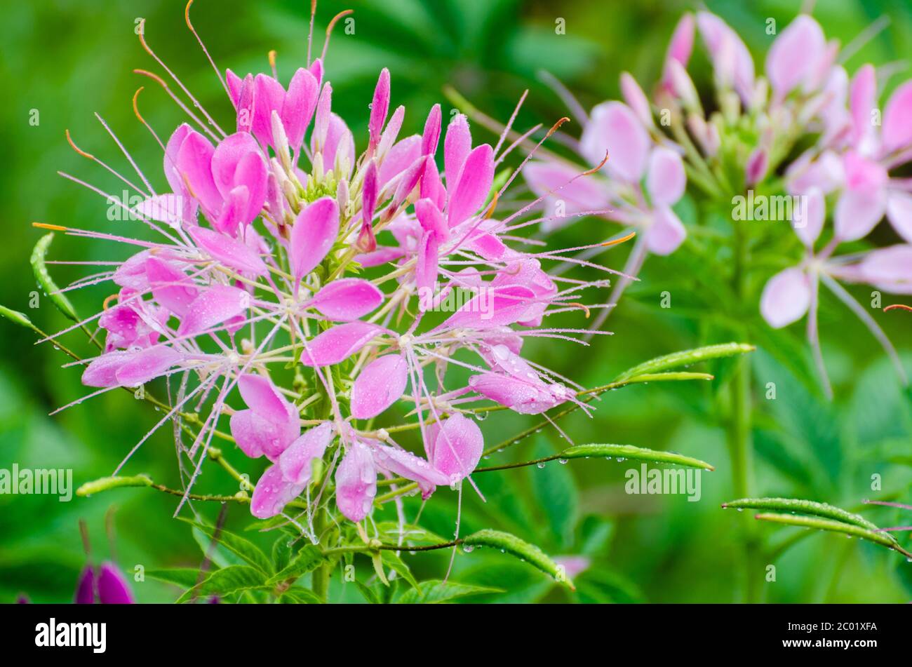 White cleome seed hi-res stock photography and images - Alamy