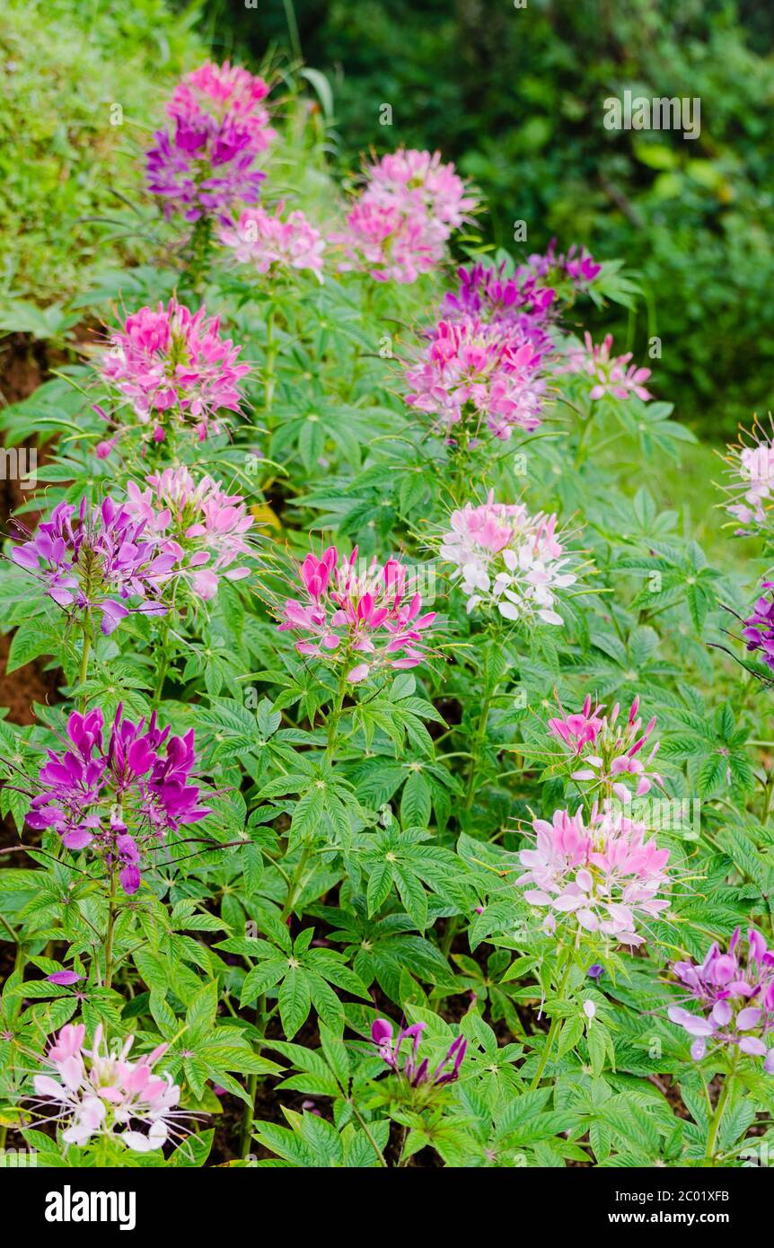 Garden flowers of Cleome with multi-colored Stock Photo - Alamy