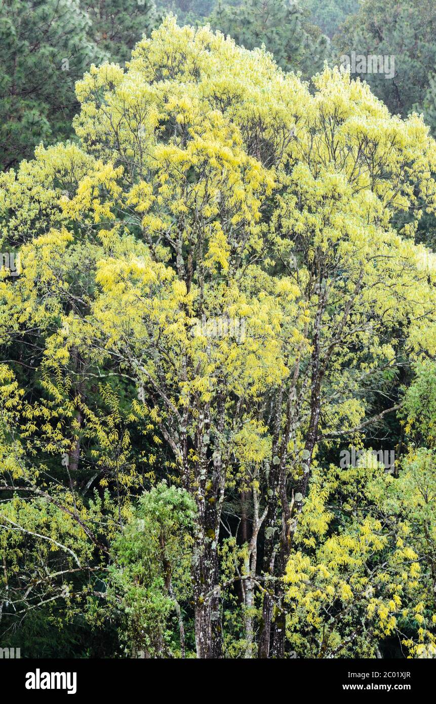 Large tree yellow leaves in the forest Stock Photo - Alamy