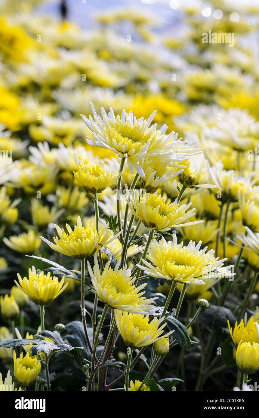 Chrysanthemum colors hi-res stock photography and images - Alamy