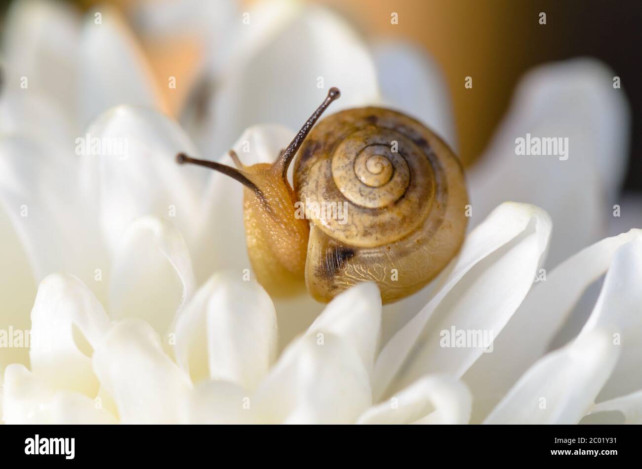 Small snail on top hi-res stock photography and images - Alamy