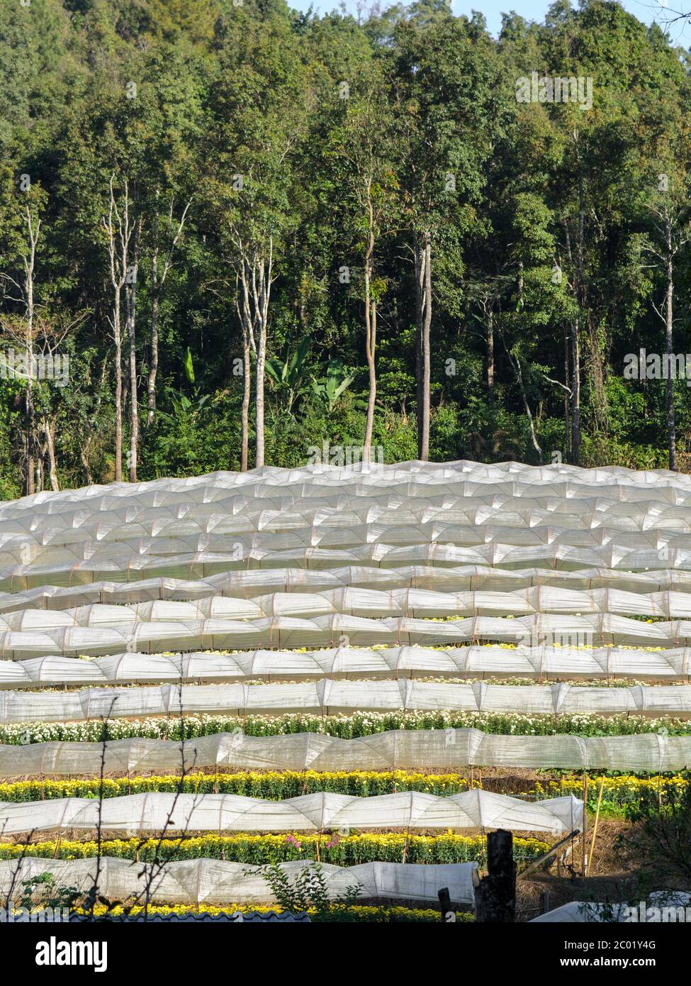 Flower farm on mountain Stock Photo - Alamy