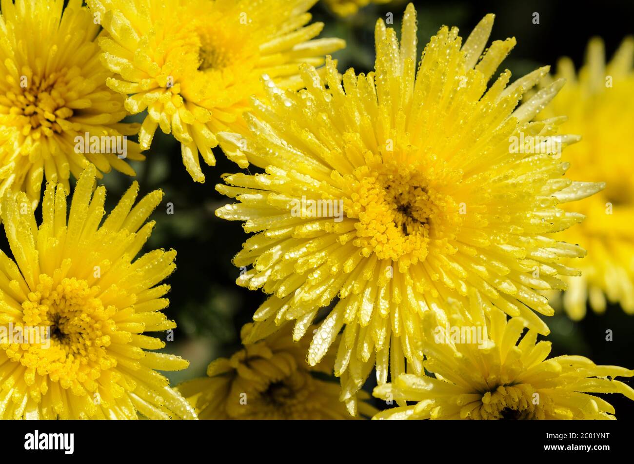 Gold chrysanthemum hi-res stock photography and images - Alamy