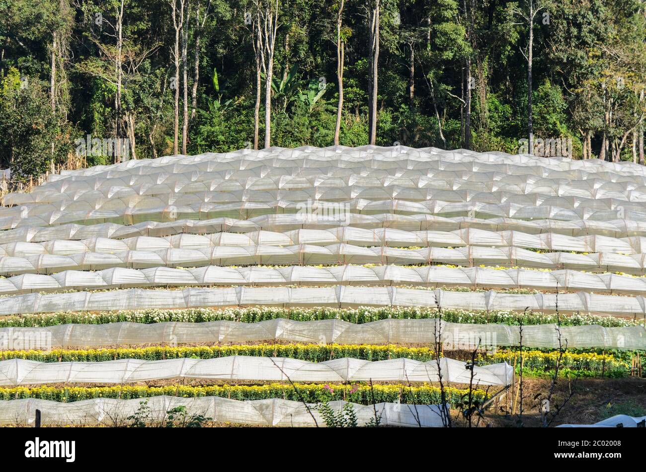 Flower farm on mountain Stock Photo - Alamy