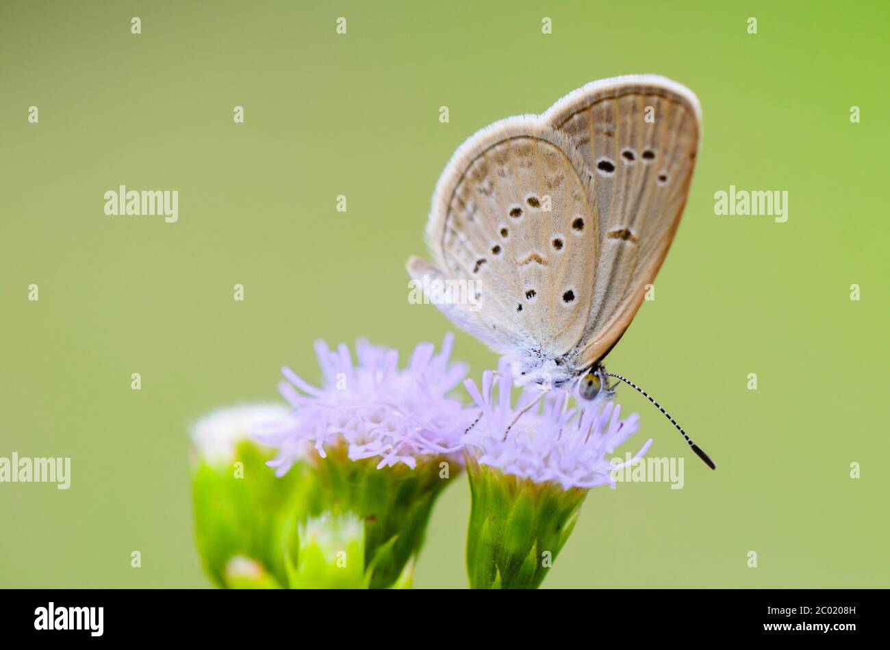 Close up small brown butterfly ( Tiny Grass Blue Stock Photo - Alamy
