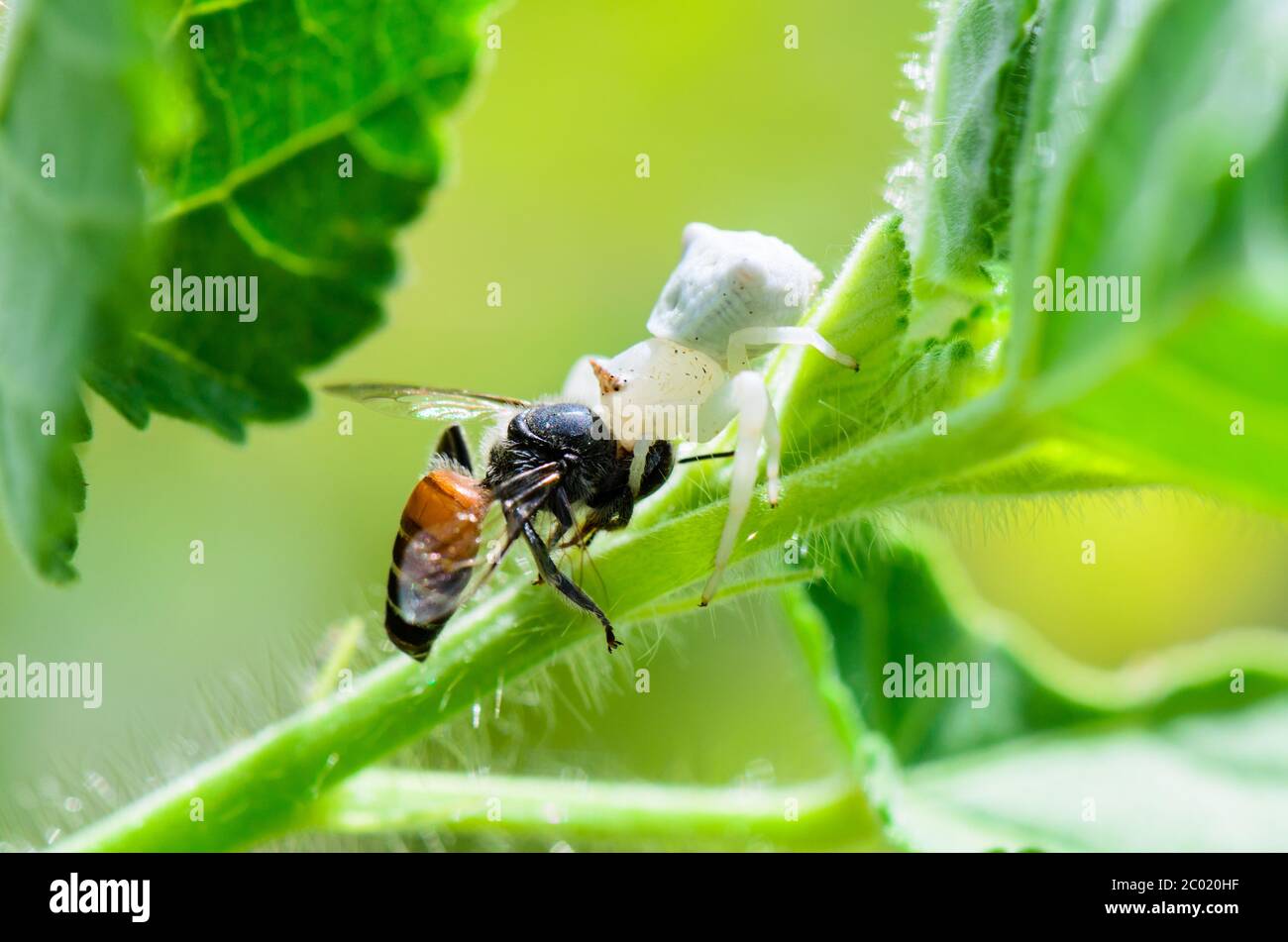 Spider hunting a bee hi-res stock photography and images - Alamy