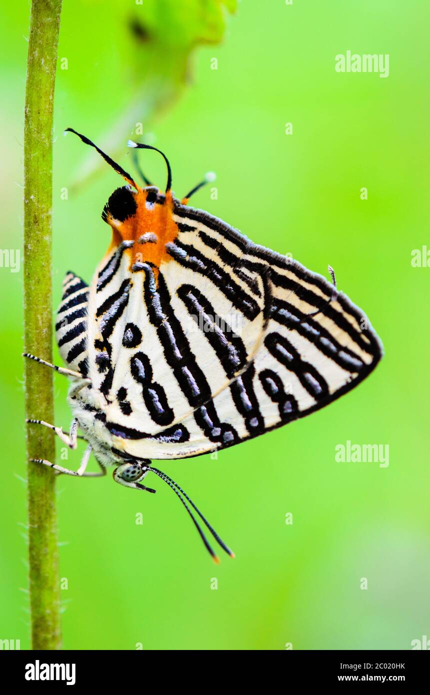 Cigaritis syama hi-res stock photography and images - Alamy