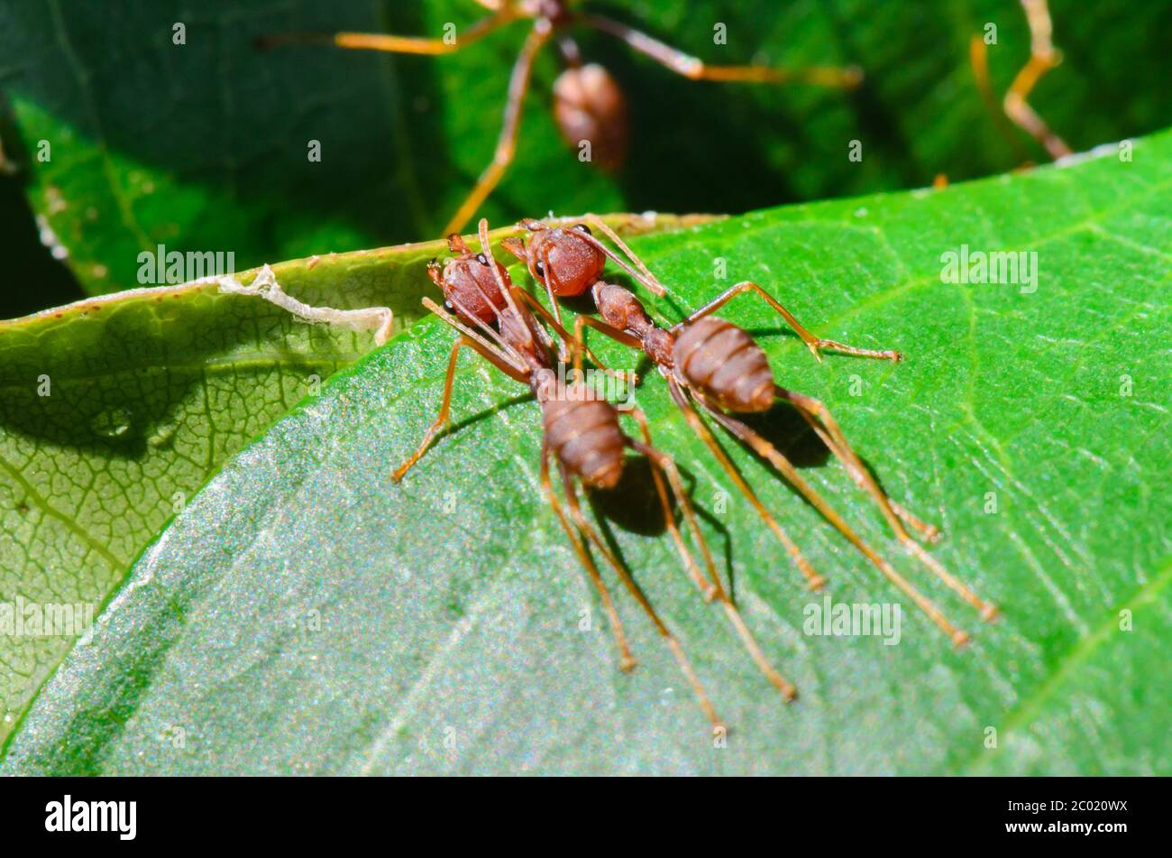 Green weaver ants hi-res stock photography and images - Alamy