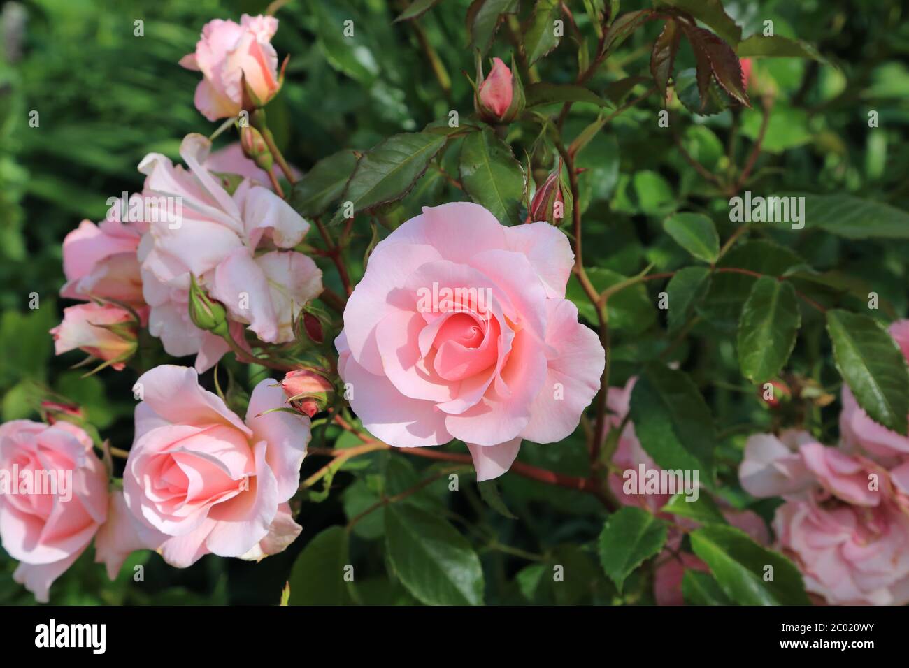 Pink roses growing in a garden in Kent, England Stock Photo - Alamy