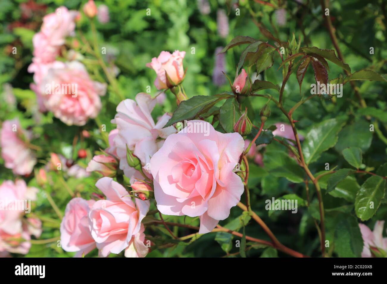 Pink roses growing in a garden in Kent, England Stock Photo - Alamy