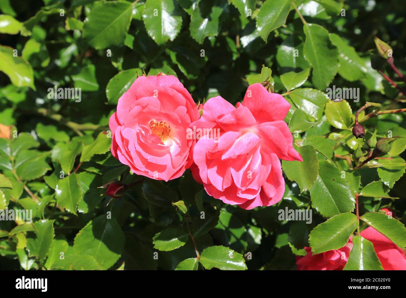 Pink roses growing in a garden in Kent, England Stock Photo - Alamy