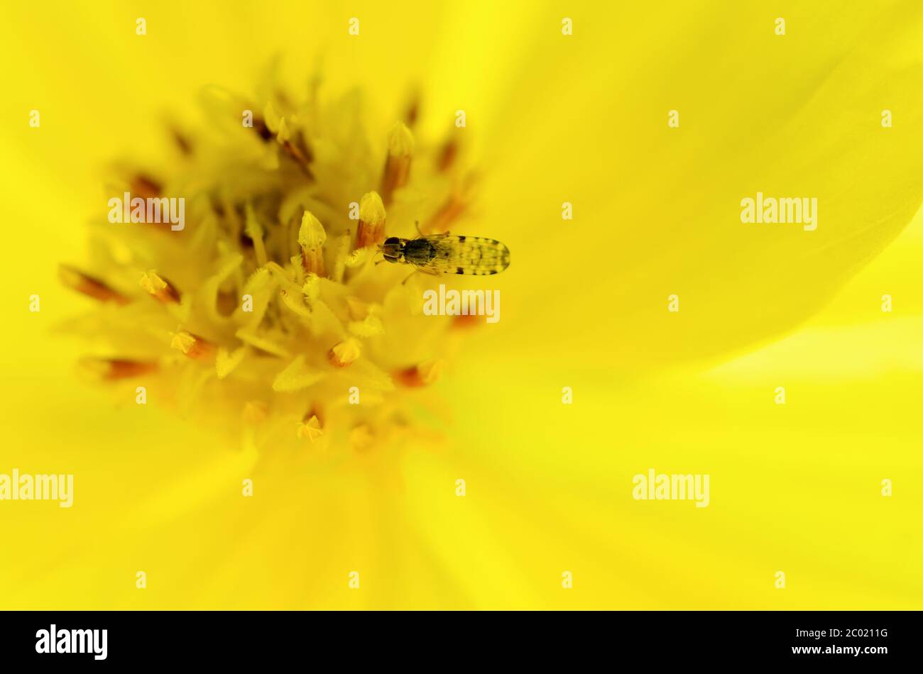 Close up insects on yellow hi-res stock photography and images - Alamy