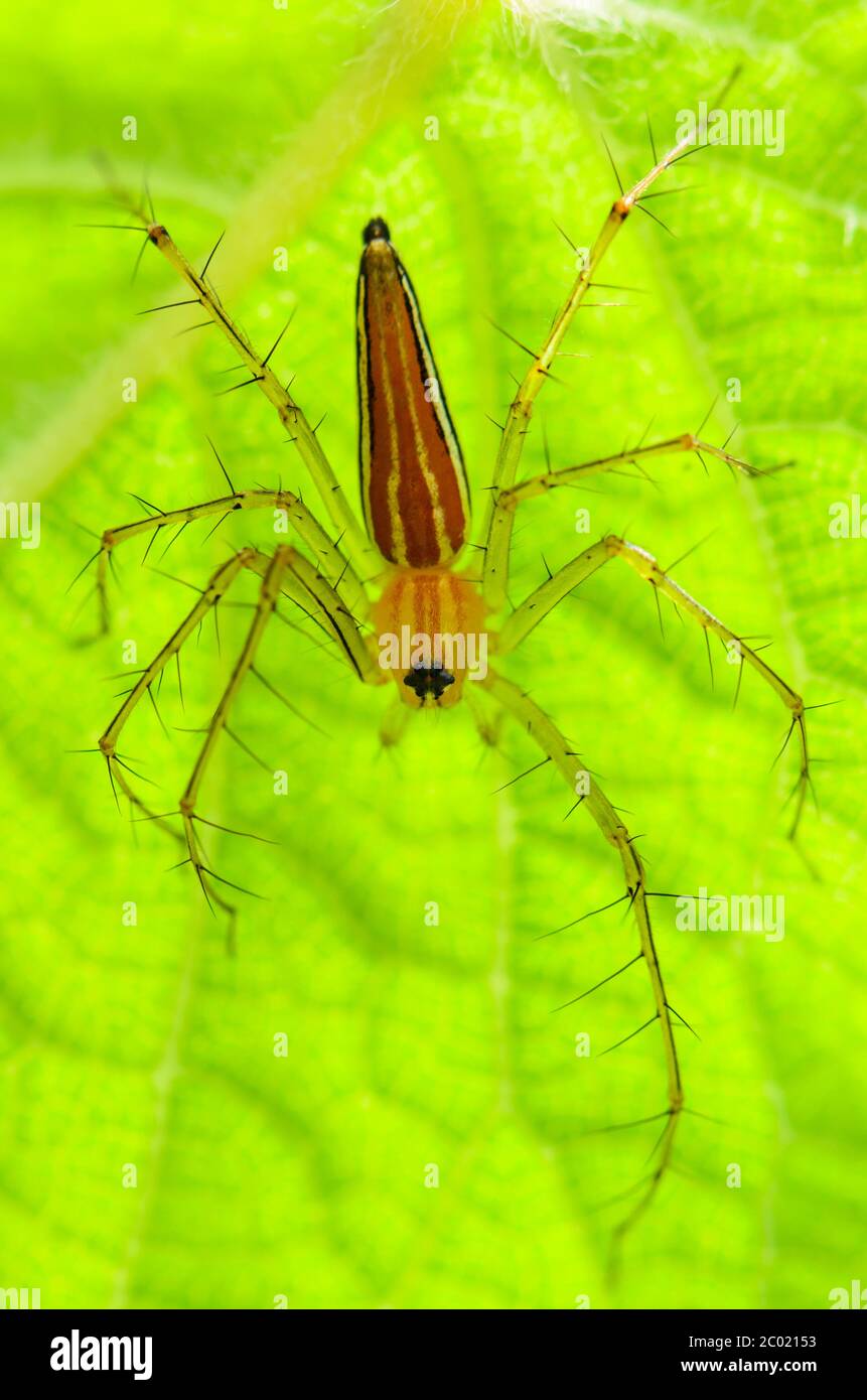 Lynx spider hi-res stock photography and images - Alamy