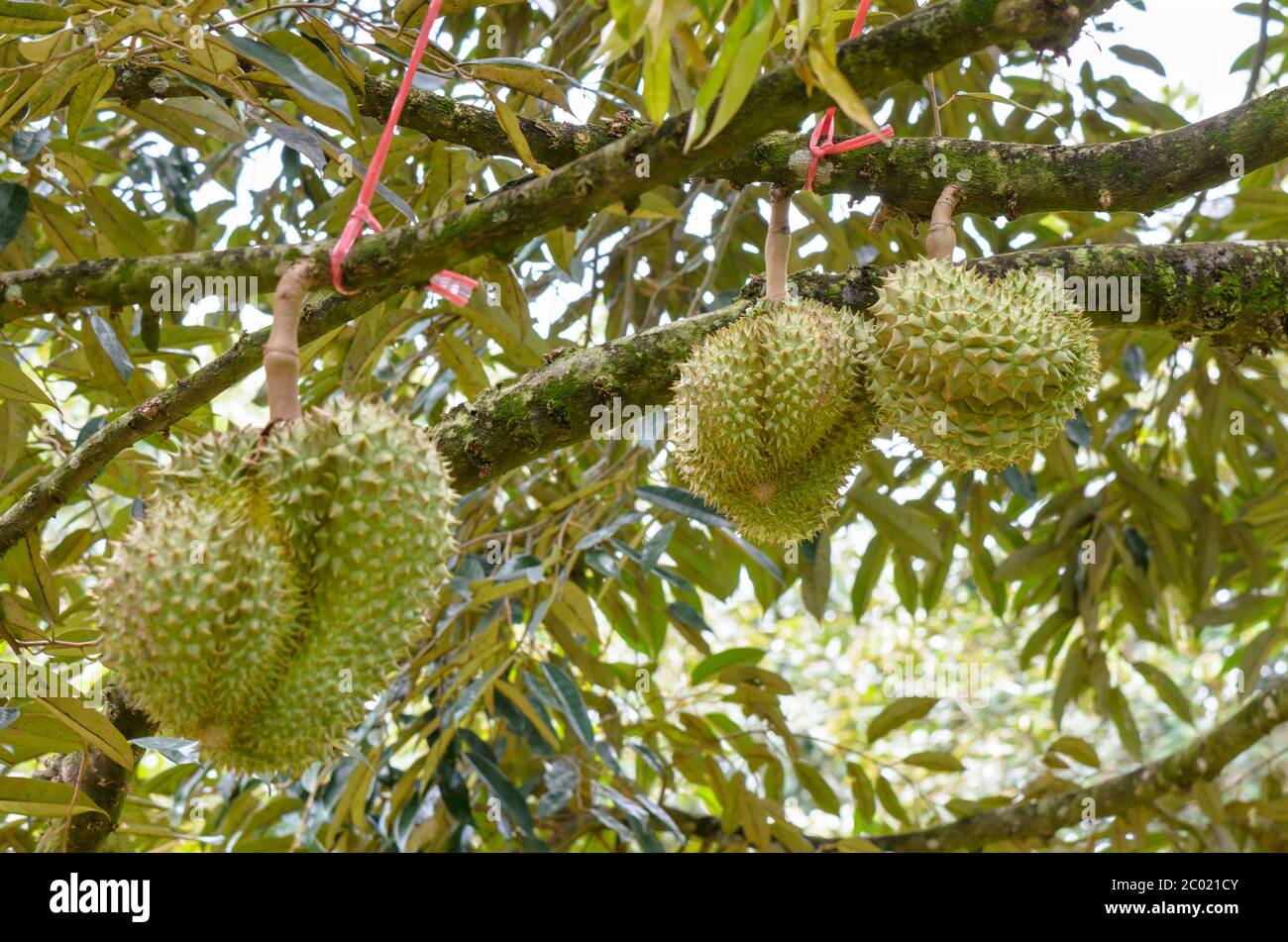 Durian tree hi-res stock photography and images - Alamy