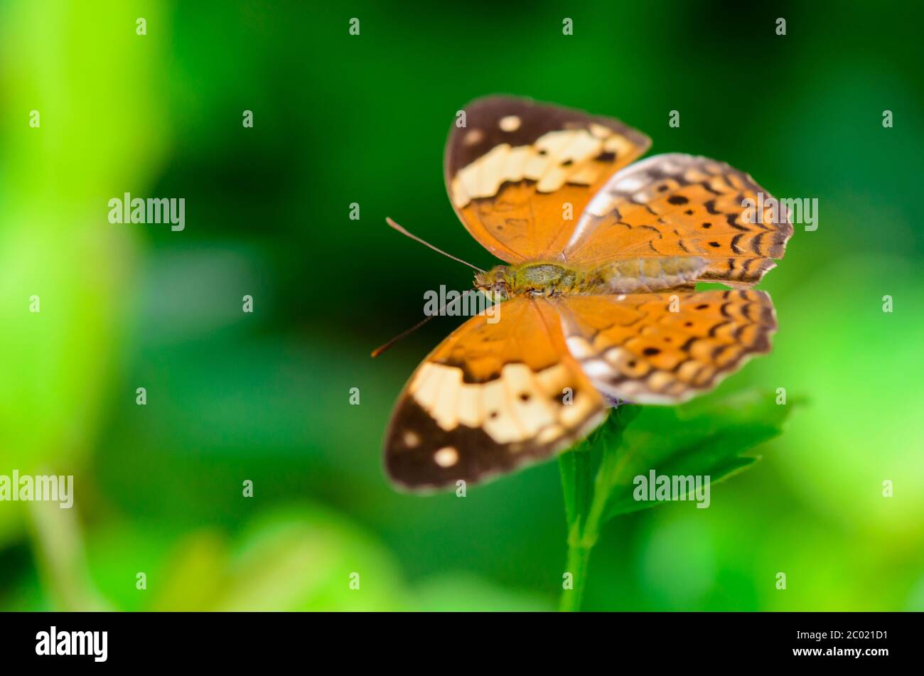 Rustic butterfly ( Cupha erymanthis Stock Photo - Alamy