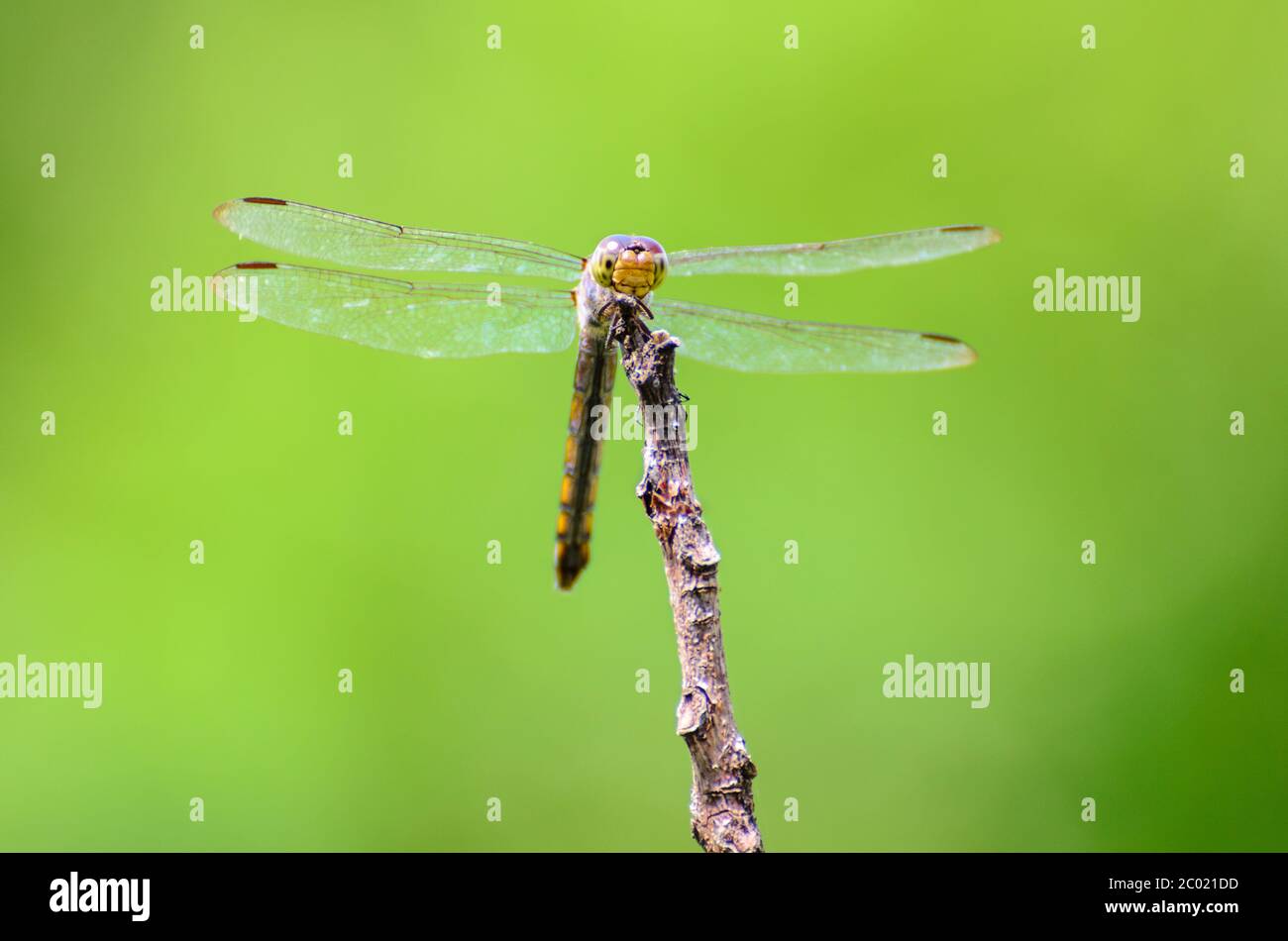 Dragonfly in nature hi-res stock photography and images - Alamy