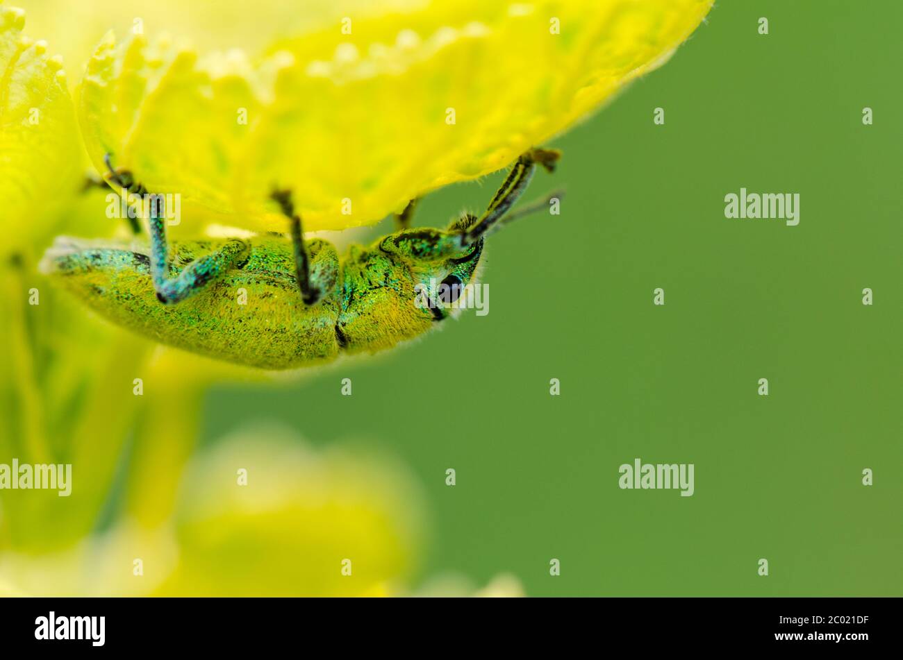 Green Weevil or Hypomeces Squamosus Stock Photo - Alamy