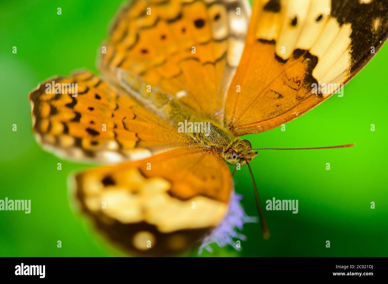 Rustic butterfly ( Cupha erymanthis Stock Photo - Alamy